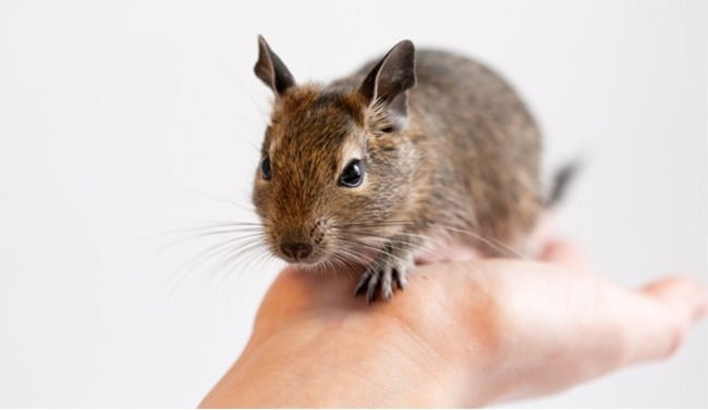 A Beginner's Guide to Degus | Jollyes