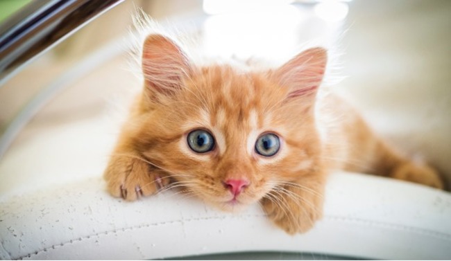 A Complete Guide to Kitten Teething | Jollyes