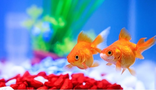 What Temperature Should My Fish Tank Be? A Complete Guide | Jollyes