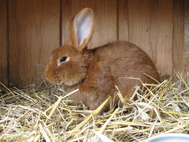 A Guide to Rabbit Hutches & Cages | Jollyes