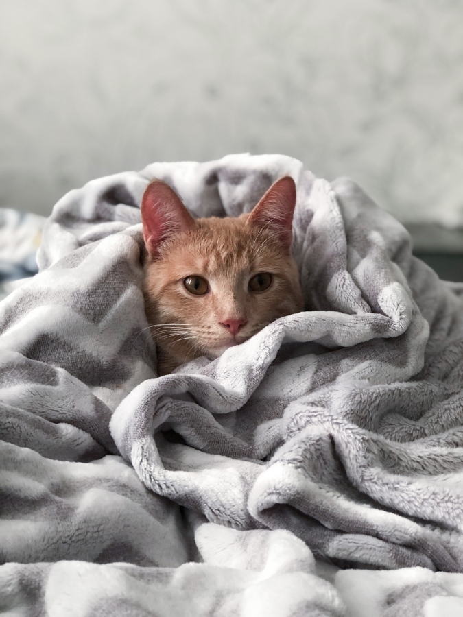 What Do You Need for a Kitten : Things to Know | Jollyes