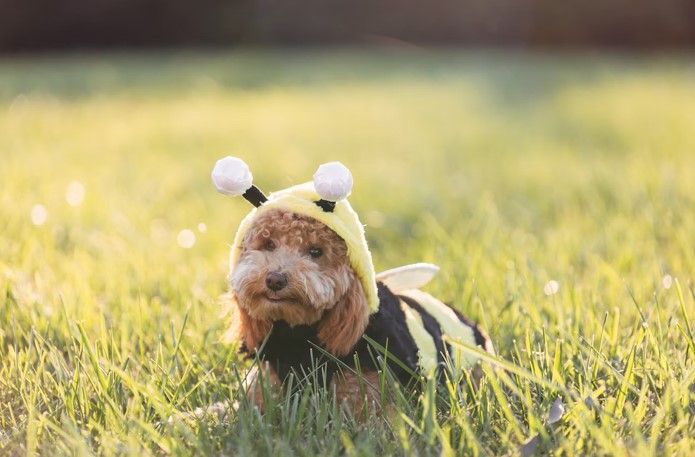 Dog Stung by Bee or Wasp? How to Help your Dog | Jollyes