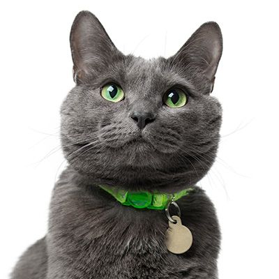Cat Collar Tags | Cat ID Tags | Cat Name Tags | Jollyes