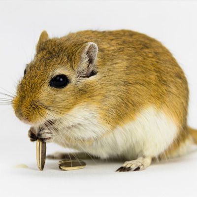 Gerbil Food & Treats | Jollyes The Pet People