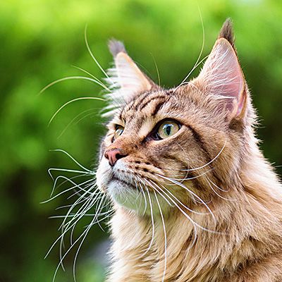 Cat Clearance | Food, Toys, Treats | Jollyes