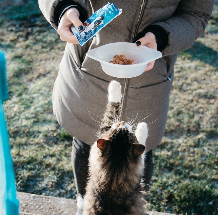 The Ultimate Cat Feeding Guide | Jollyes