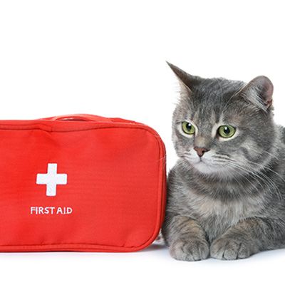 Cat First Aid | Ear Drops & Eye Drops | Jollyes - The Pet People