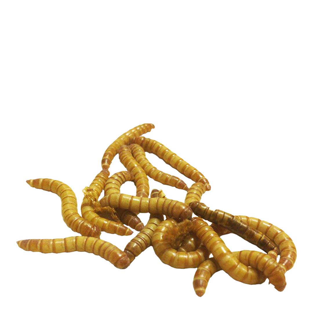 Peregrine | Mealworms | Reptile Live Food