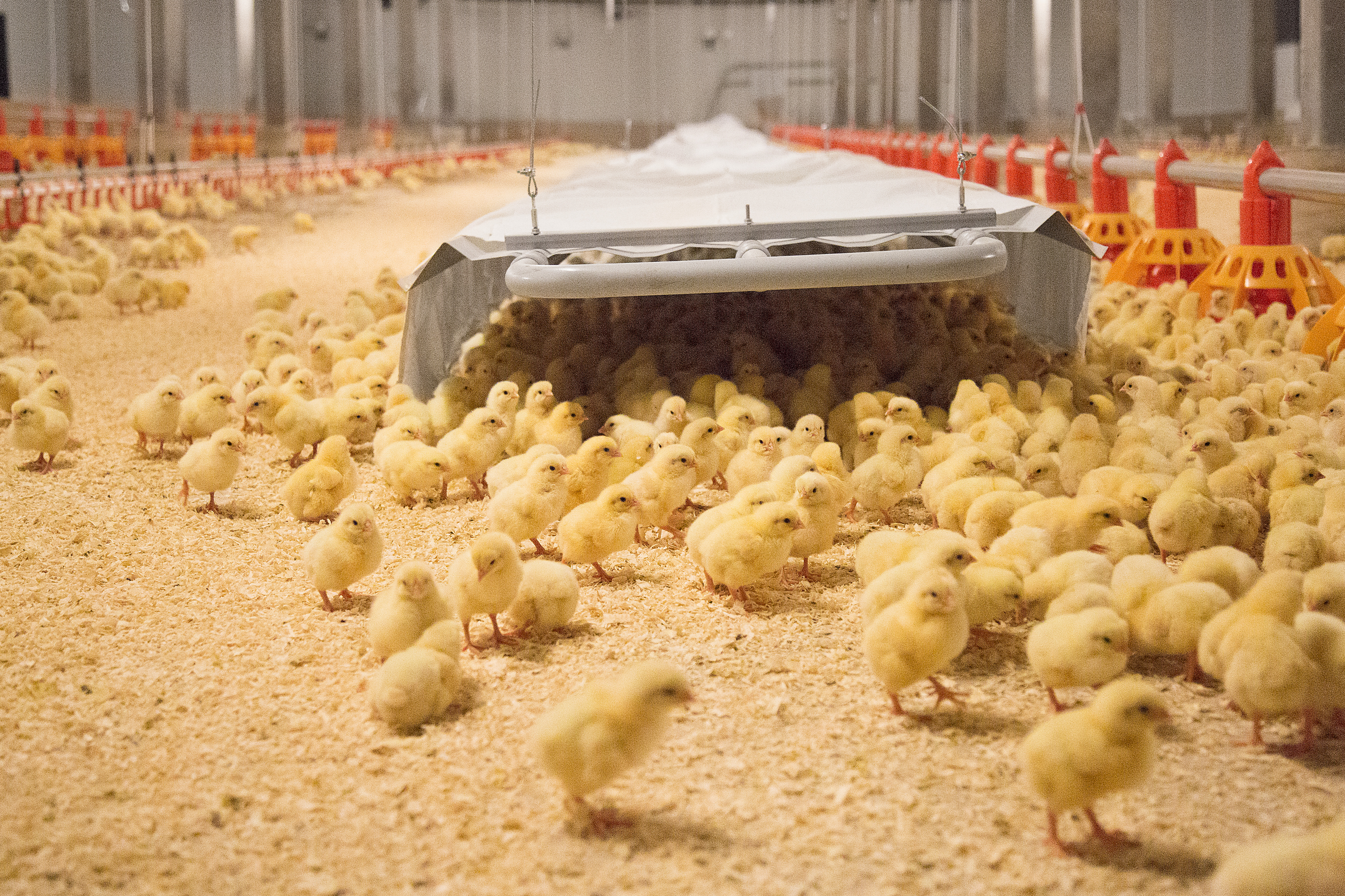 Les produits rayonnants Frico remplacent les « mères poules » dans un ...