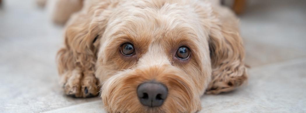 Do Dogs Get Depressed? | ManyPets