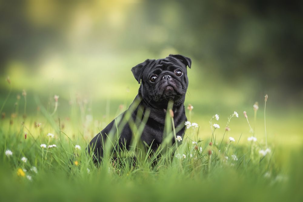 Pug breed information | ManyPets