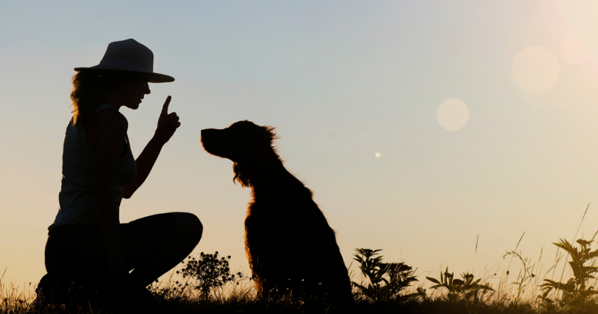 Things to consider when adopting a pet | ManyPets