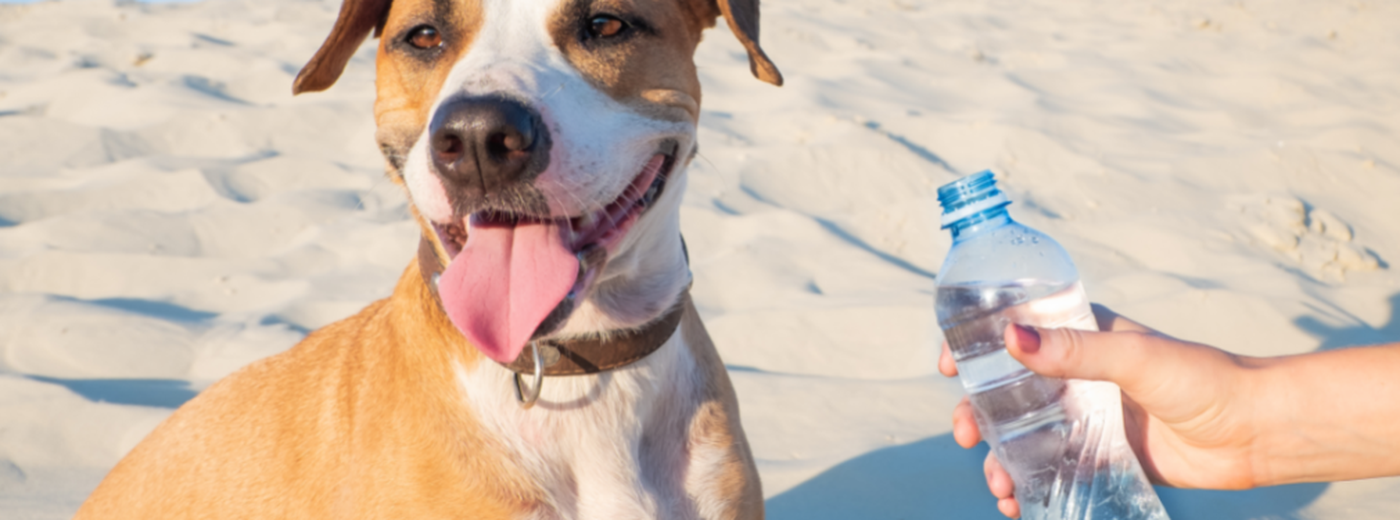 How to Protect Your Dog from Hot Weather | ManyPets