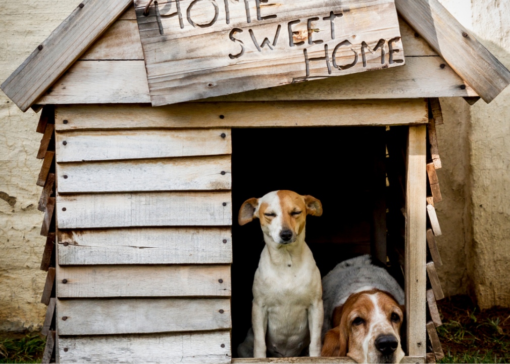 Adopting a pet? Here's what to consider | ManyPets