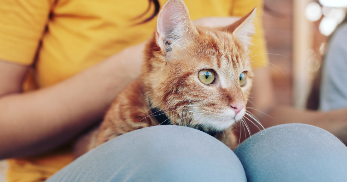 The ManyPets Guide to Emotional Support Animals | ManyPets