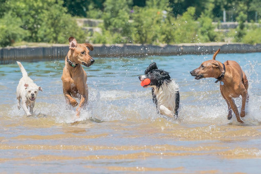 8 Best Dog Parks in Chicago | ManyPets