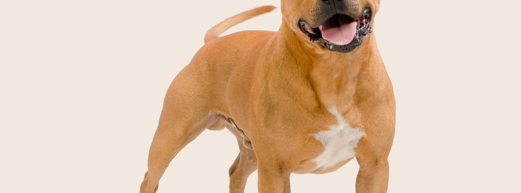 What Health Problems Do Staffordshire Bull Terriers Have