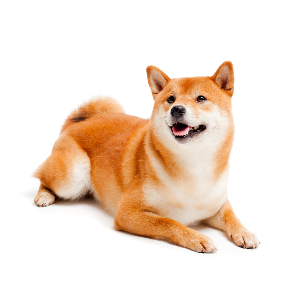 Are Shiba Inus Playful