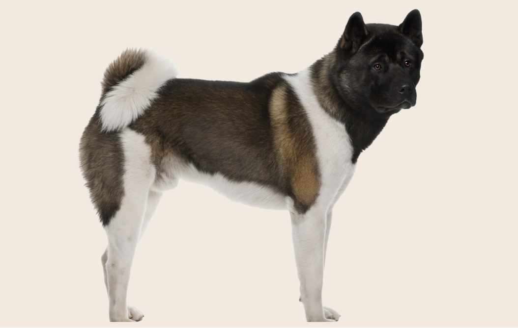 Common health problems with Akitas | ManyPets