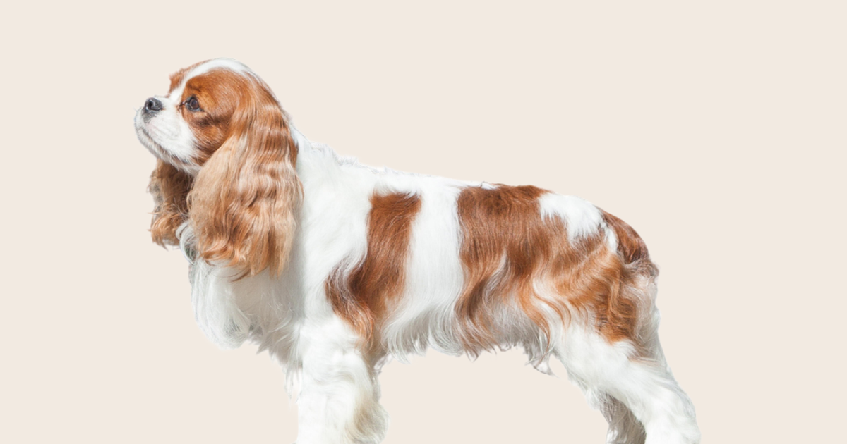 Common health problems with Cavalier King Charles Spaniels | ManyPets