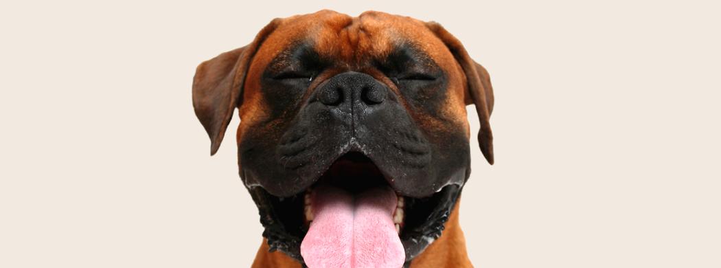 Common health problems with Boxers | ManyPets