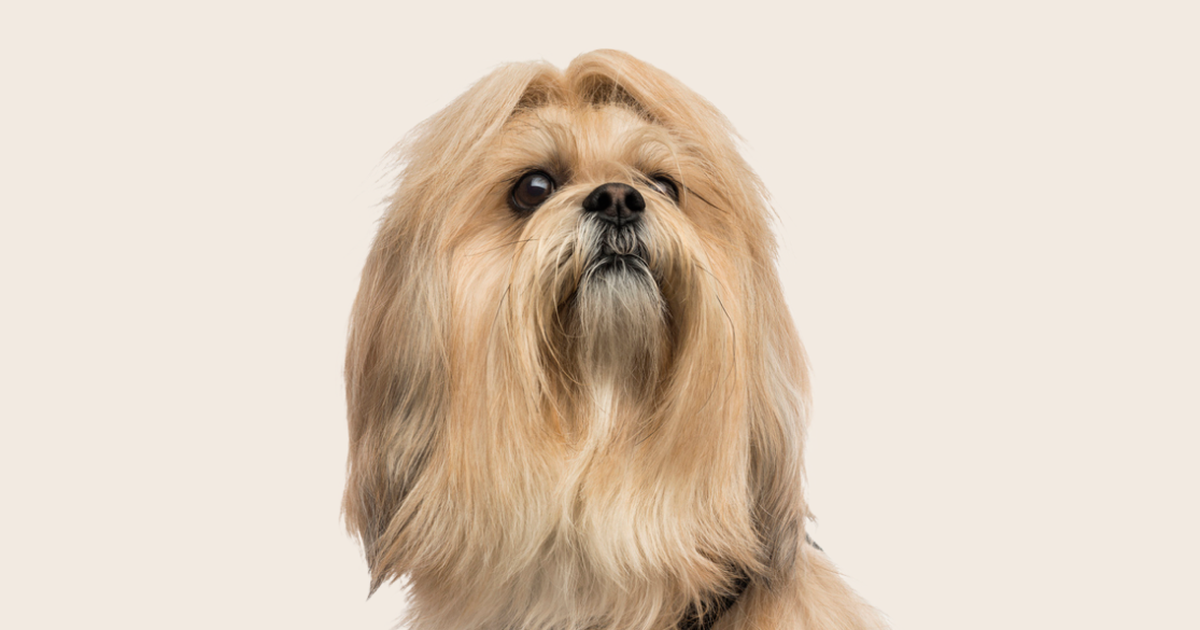 Lhasa Apso common health problems | ManyPets