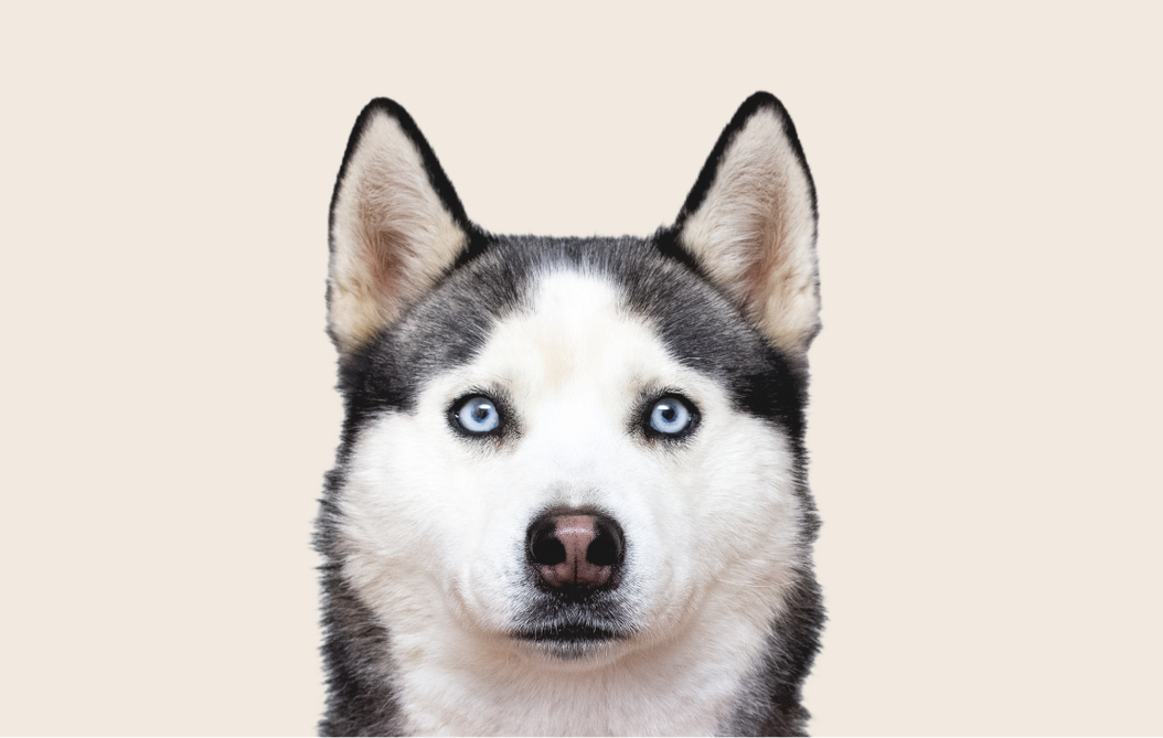 Common health problems with Siberian Huskies | ManyPets