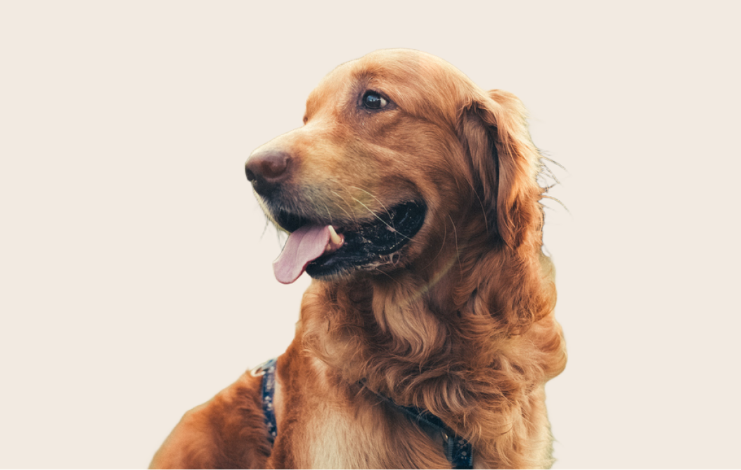 Common health problems with Golden Retrievers | ManyPets