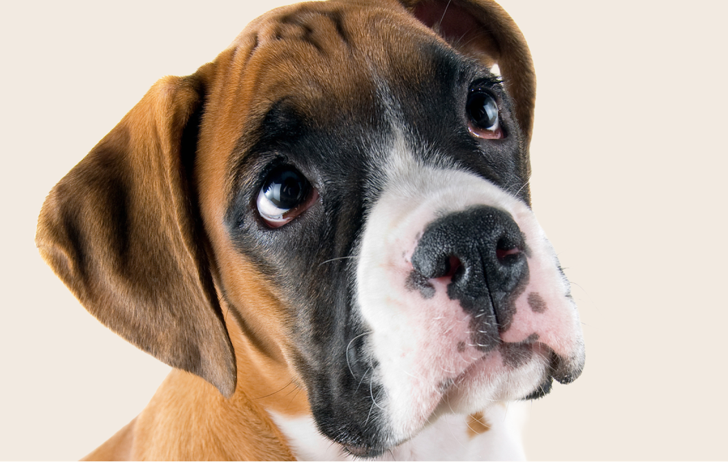 Common health problems with Boxers | ManyPets