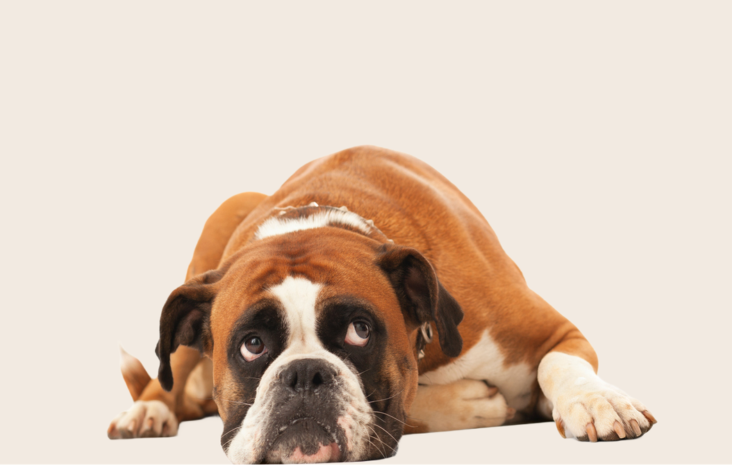 Common health problems with English Bulldogs | ManyPets