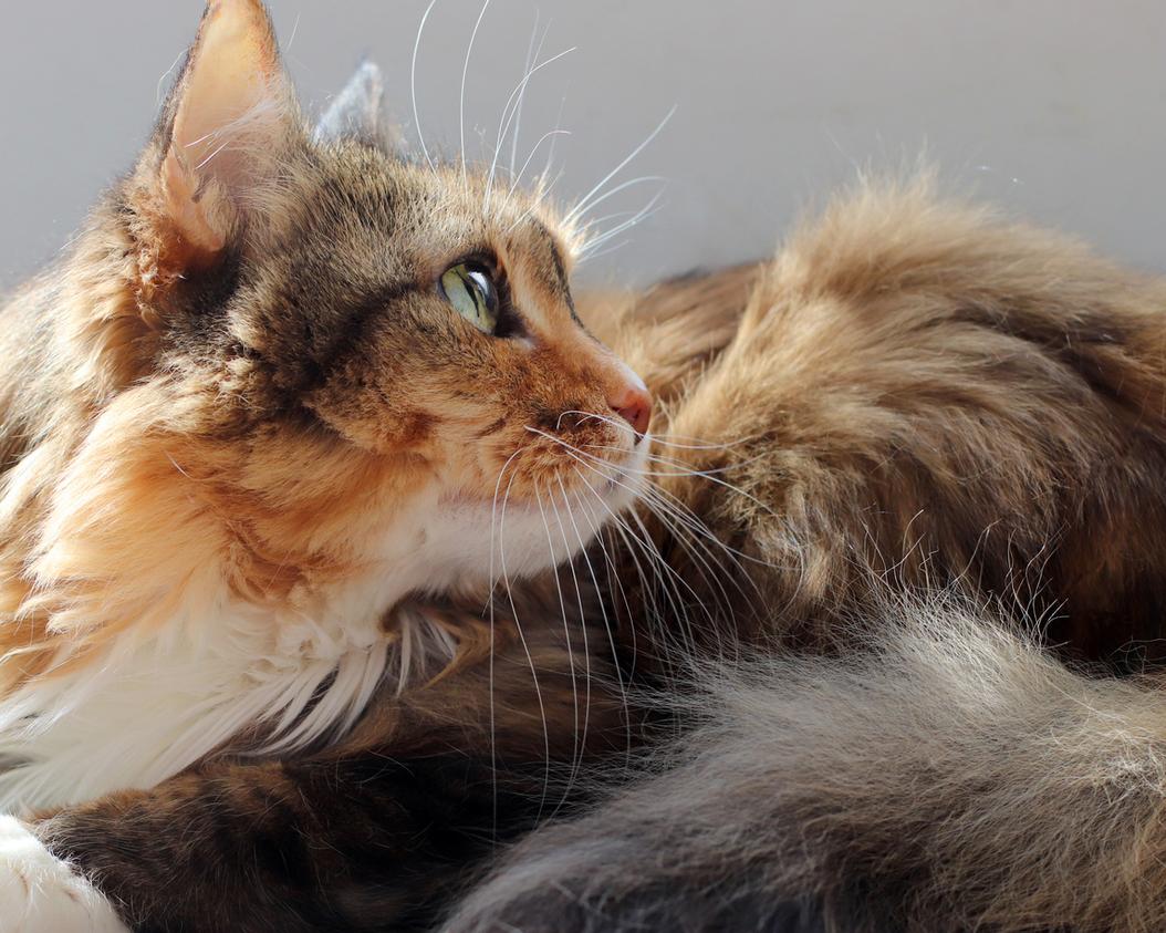 Understanding seizures in cats | ManyPets