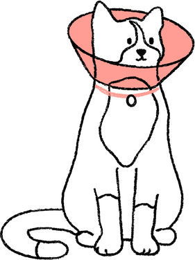 Brachycephalic obstructive airway syndrome (BOAS) | ManyPets