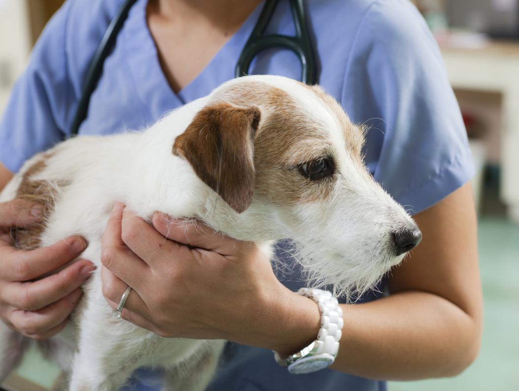 How to desensitize a dog to loud noises (training tips) | ManyPets