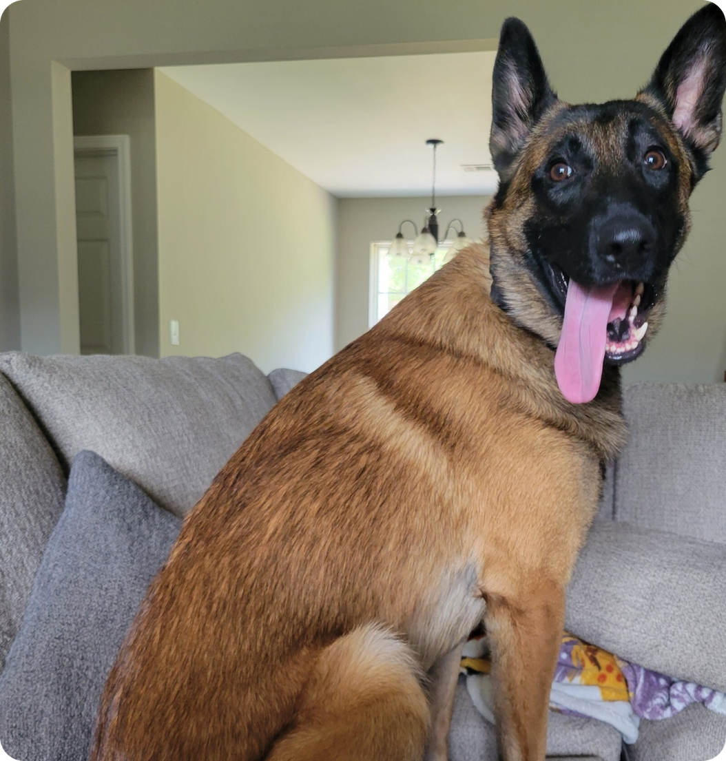 My husband and I brought home a K9 dog. Here's what we learned. | ManyPets