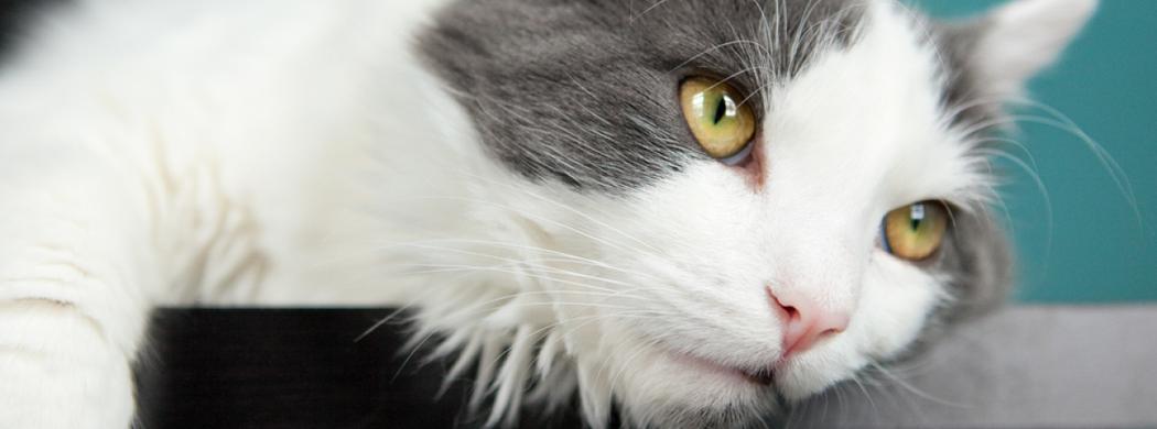Depression in cats: Signs, causes, and how to help | ManyPets