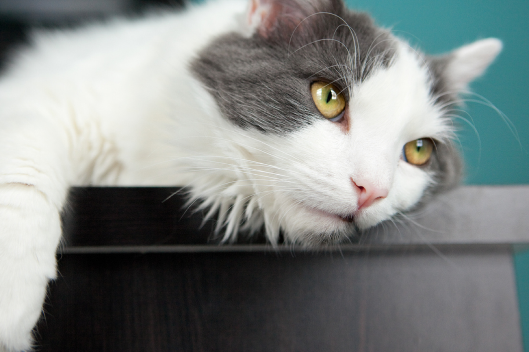 How to care for a sick cat at home | ManyPets