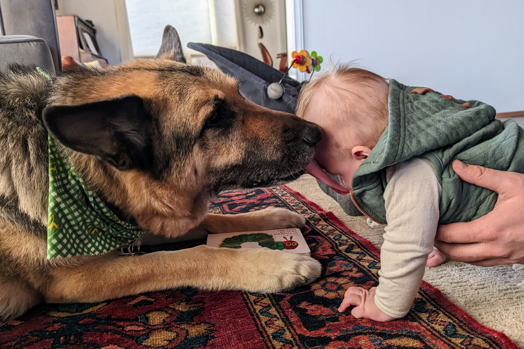 What are the best family guard dogs? | ManyPets