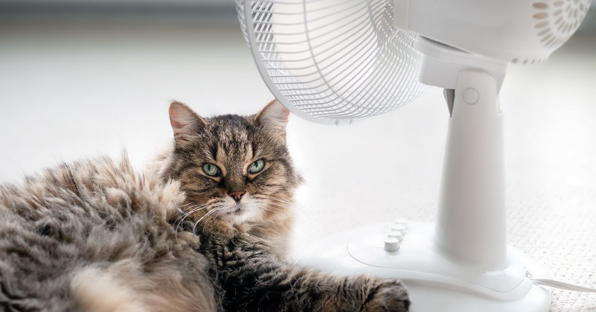 Do cats like fans? How to help your cat beat the heat | ManyPets