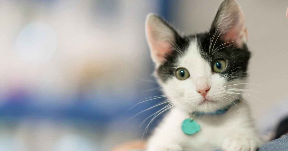 New kitten shopping checklist (and prep tips) | ManyPets