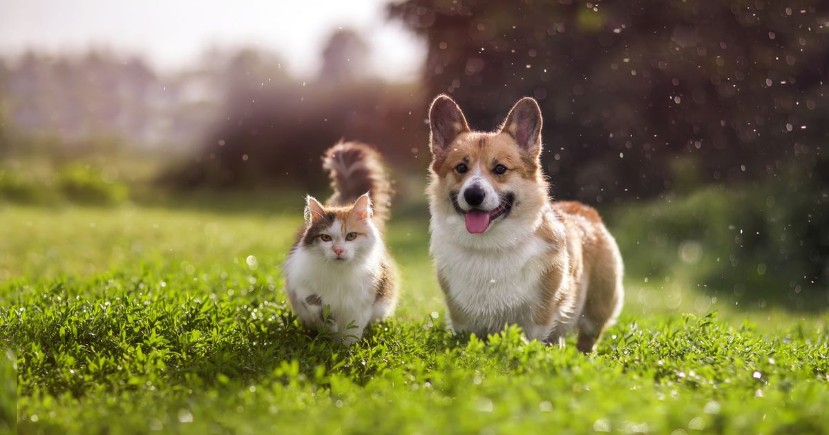 Guide to switching pet insurance | ManyPets
