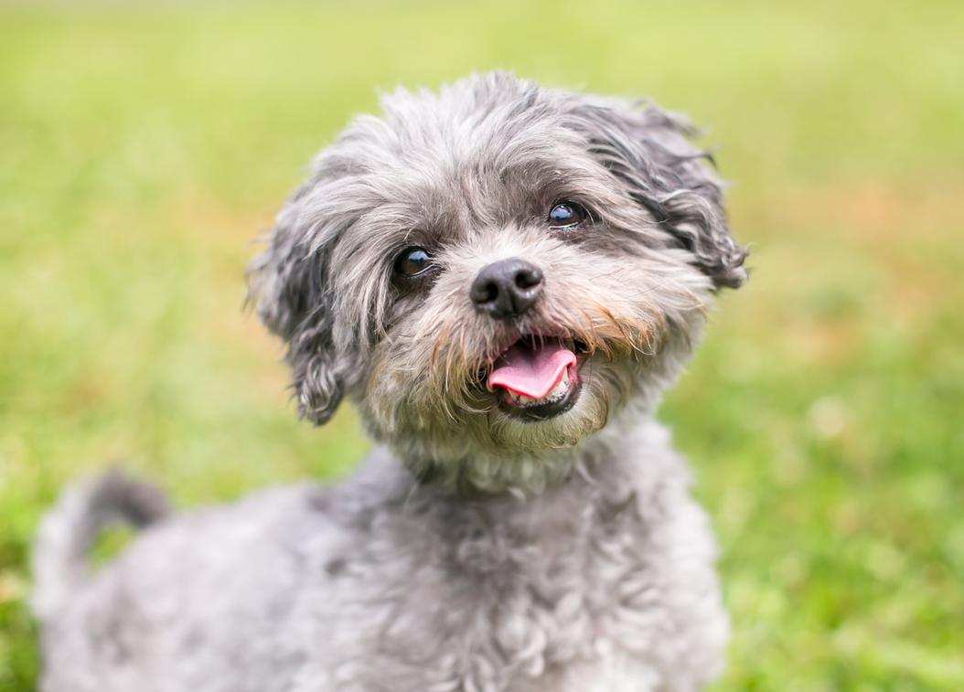 Shih Tzu Information & Insurance Costs | ManyPets