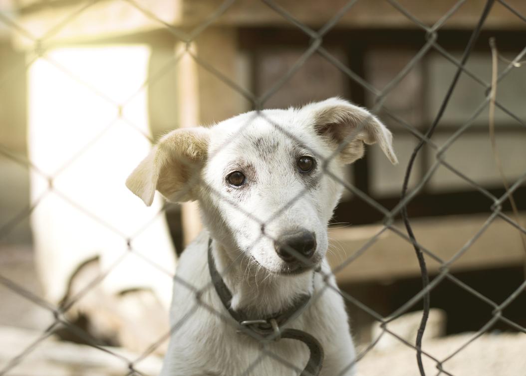 Rehoming a dog? Here's what you need to know. | ManyPets