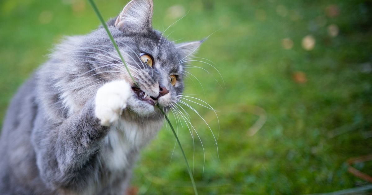 Can cats get hay fever? Understanding hay fever in cats | ManyPets