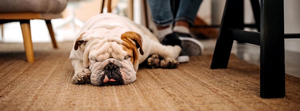 Brachycephalic obstructive airway syndrome (BOAS) | ManyPets