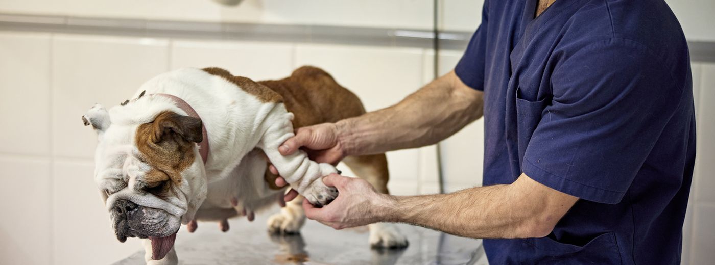 Elbow dysplasia in dogs | ManyPets