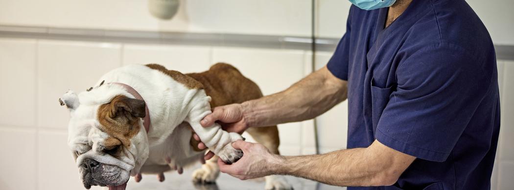 How is dog leg nerve damage treated? | ManyPets