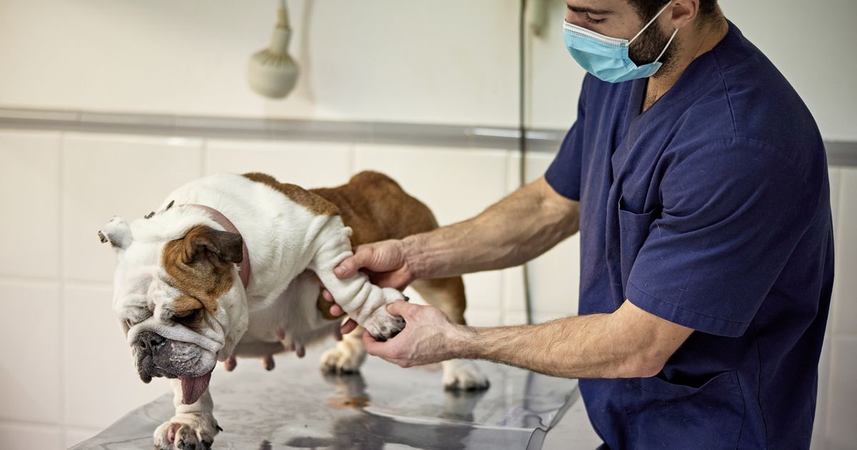 How is dog & cat leg nerve damage treated? | ManyPets