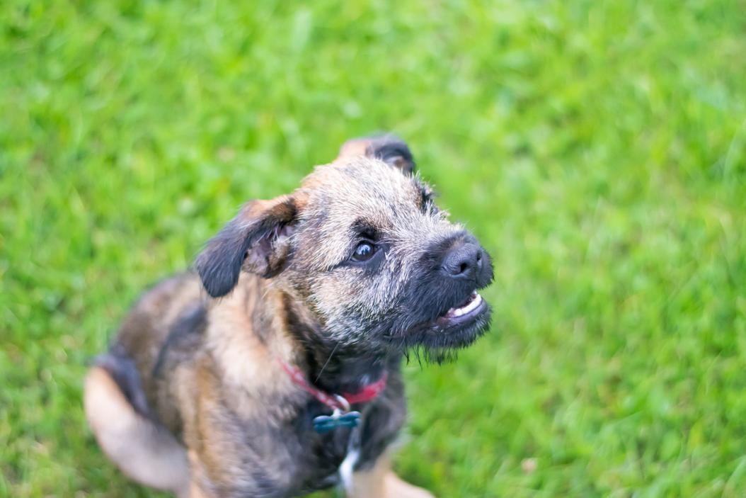 Border Terrier dog breed information & cost | ManyPets