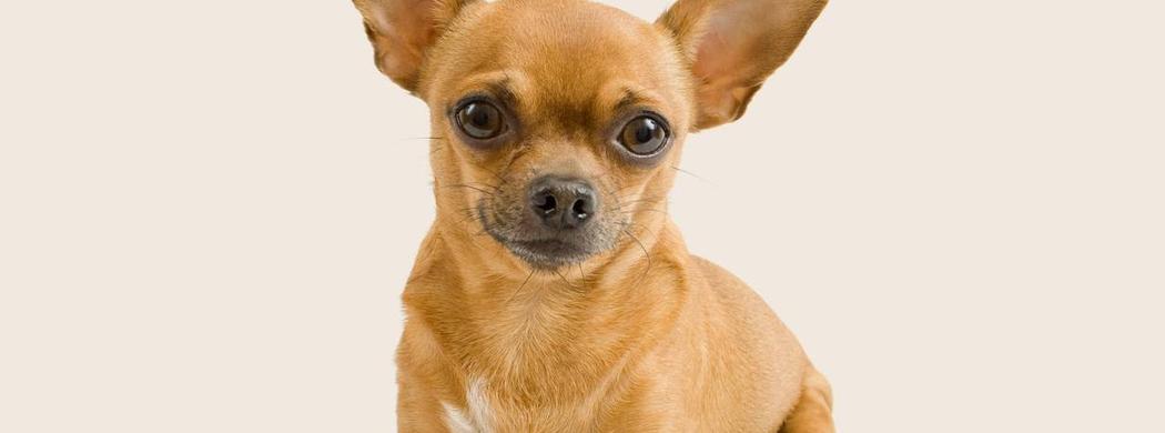 Chihuahua | ManyPets
