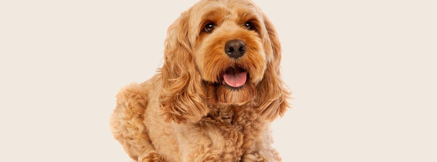 Cockapoo Breed Information | Know your F1 from F2 | ManyPets